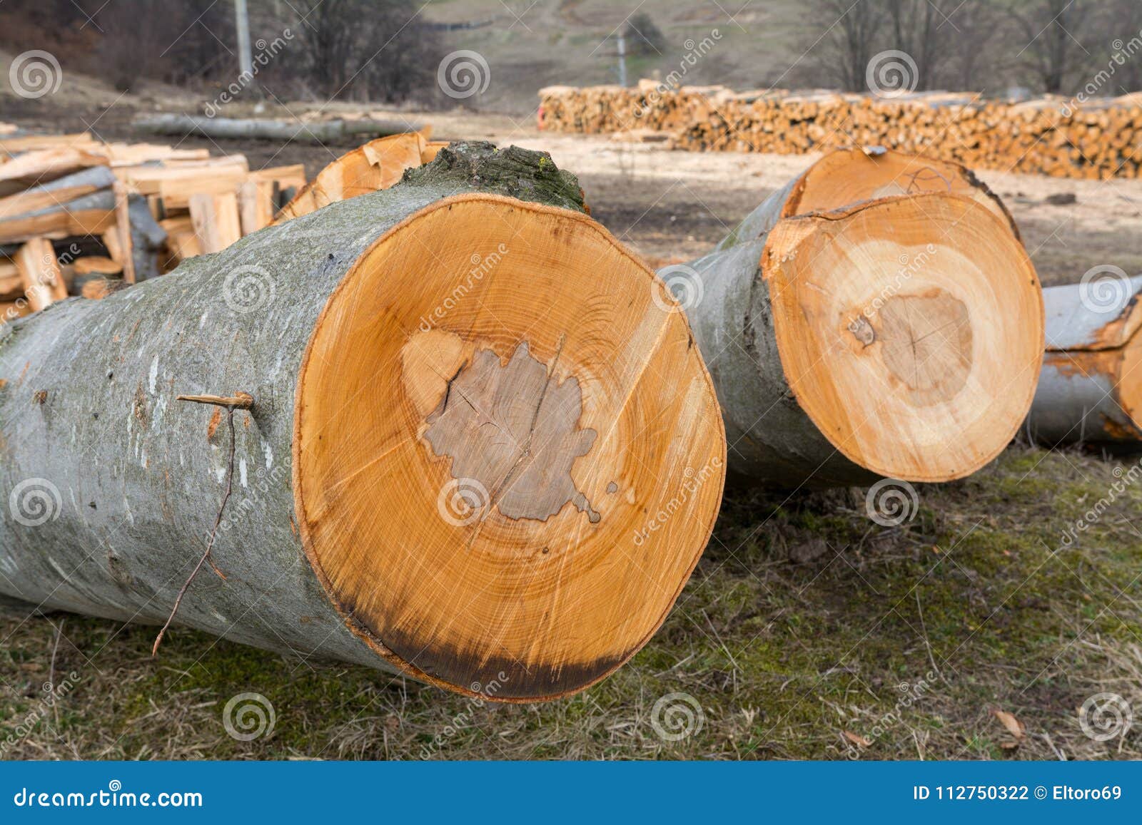 Cuted beech tree trunks stock photo. Image of trunk - 112750322
