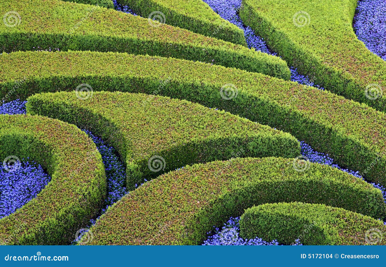 Cuted cespugli e fiori fotografia stock. Immagine di domestico - 5172104