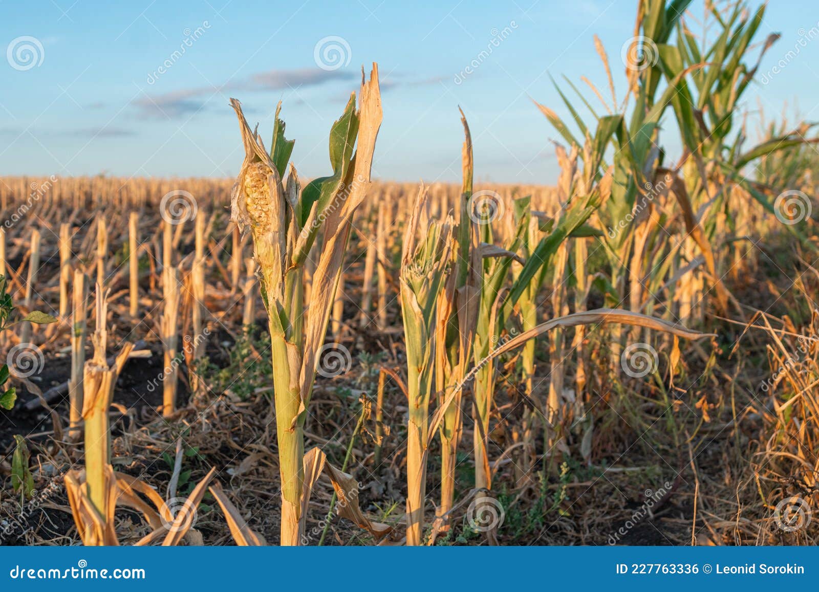 Cuted Corn Stubble in Autumn Field Stock Photo - Image of harvest ...