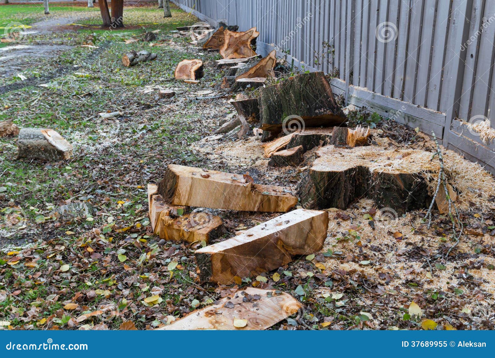 Cuted fallen spruce stock image. Image of ring, background - 37689955