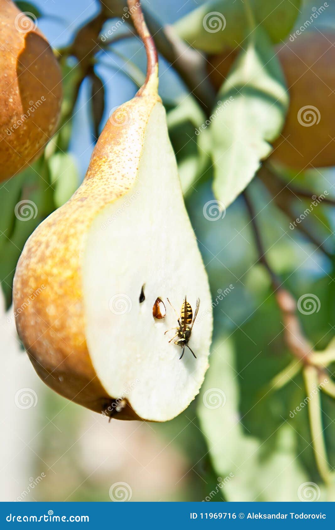Cuted Pear on Tree with Axis Stock Photo - Image of summer, food: 11969716