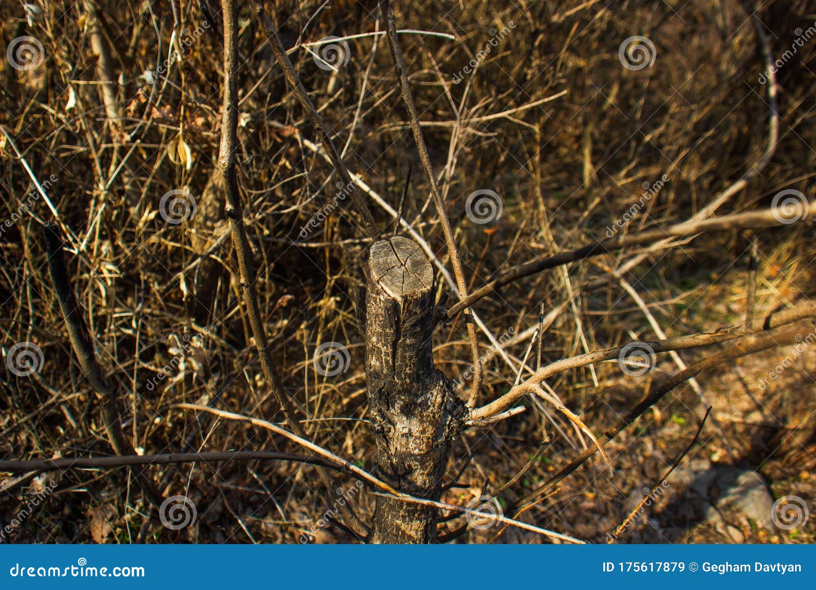 Cuted Tree and Branches in the Forest Stock Image - Image of landscape ...