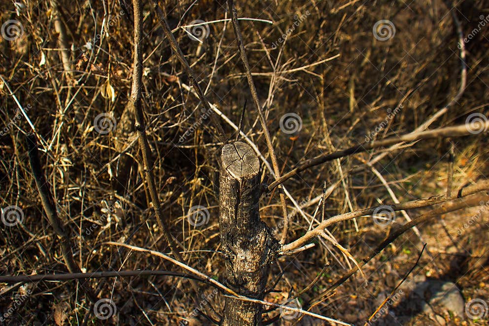 Cuted Tree and Branches in the Forest Stock Image - Image of landscape ...