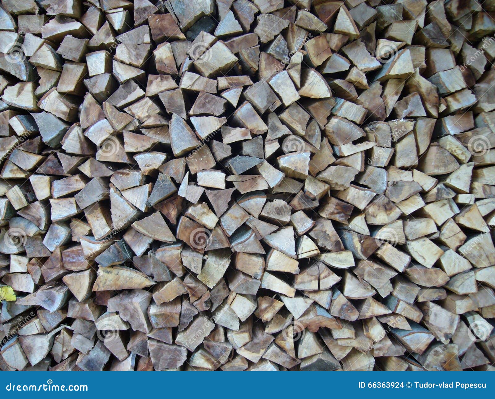 Cuted tree stock photo. Image of color, area, woods, trees - 66363924