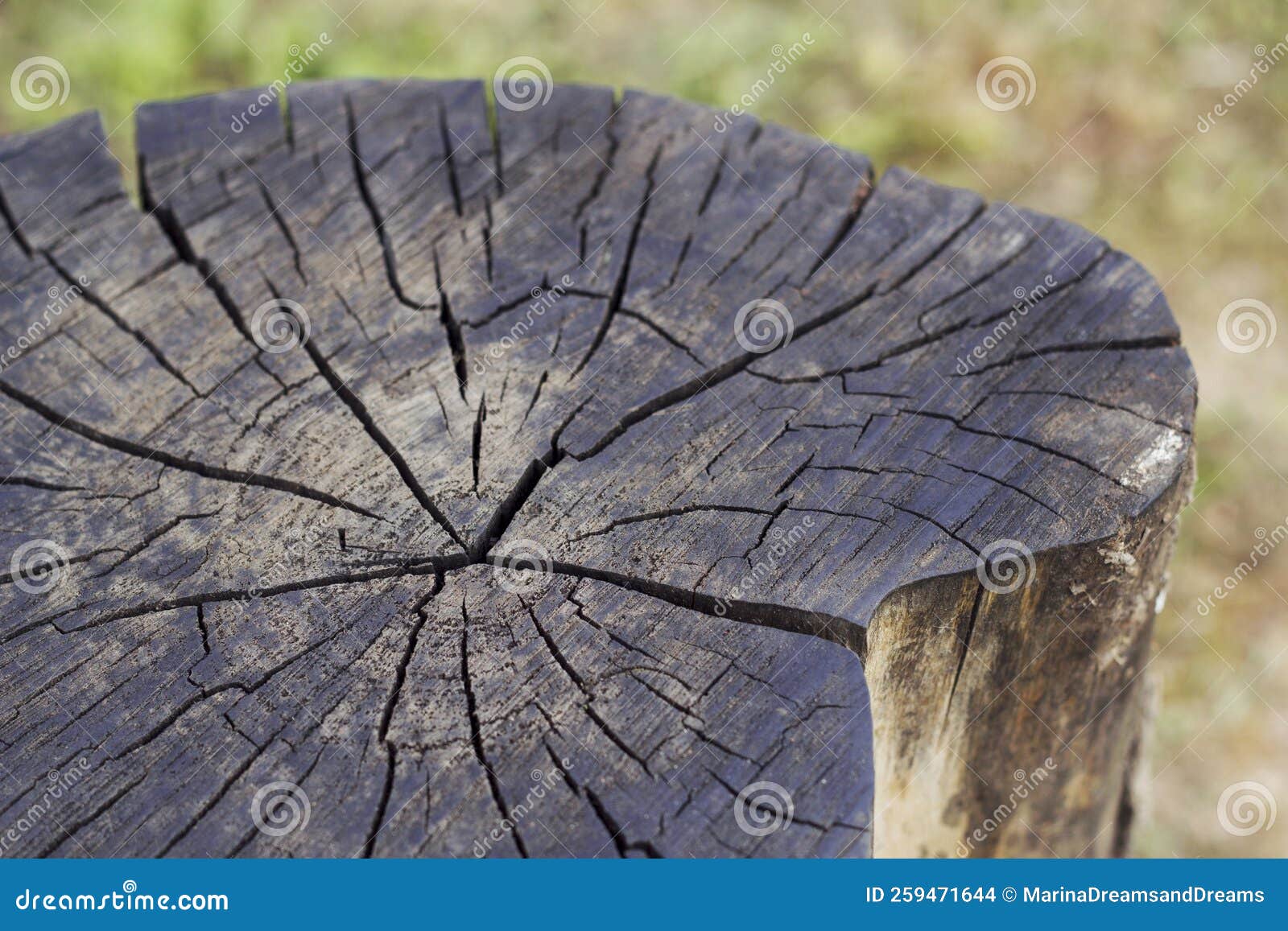 Cuted tree trunk outdoors stock photo. Image of backgrounds - 259471644