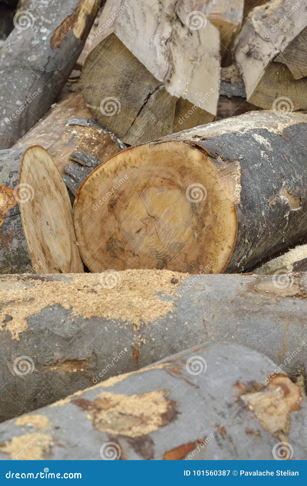 Cuted Trees Ready for Cutting Stock Image - Image of ready, pile: 101560387