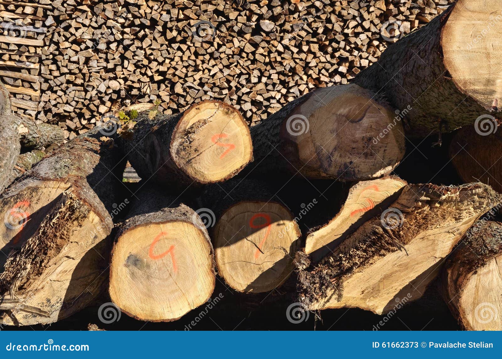 Cuted Trees Ready for Cutting Stock Image - Image of plank, material ...