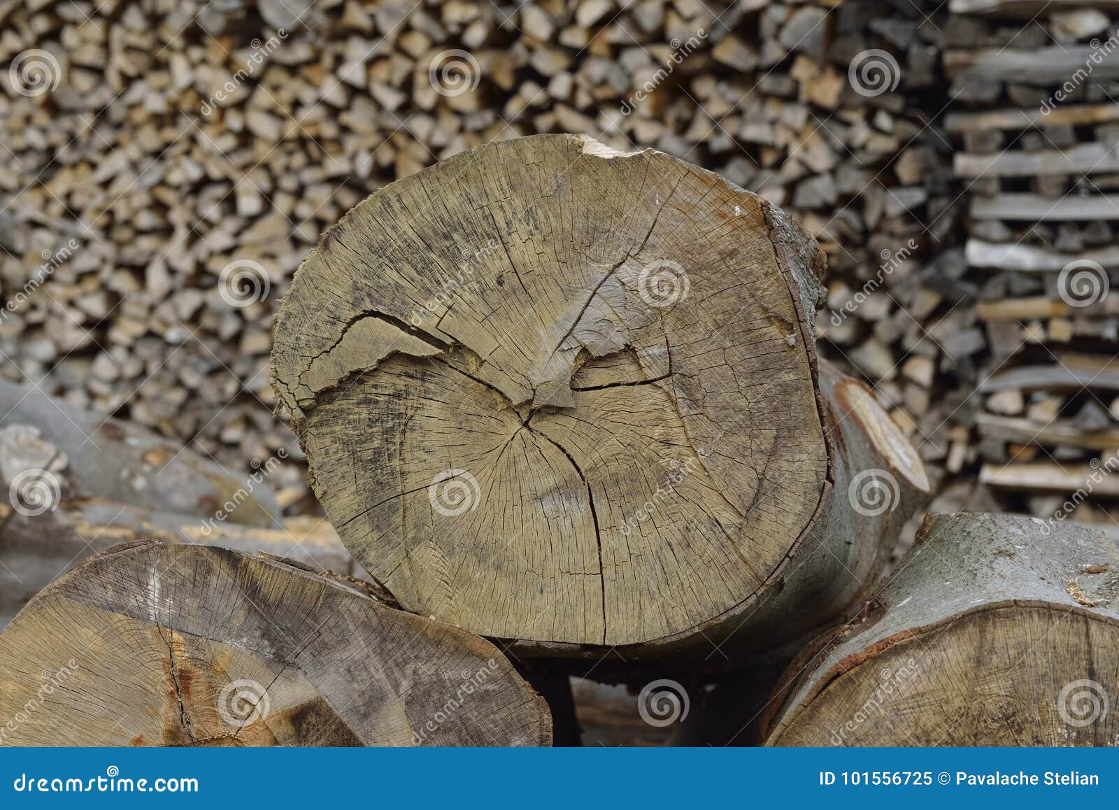 Cuted Trees Ready for Cutting Stock Image - Image of forestry, chop ...
