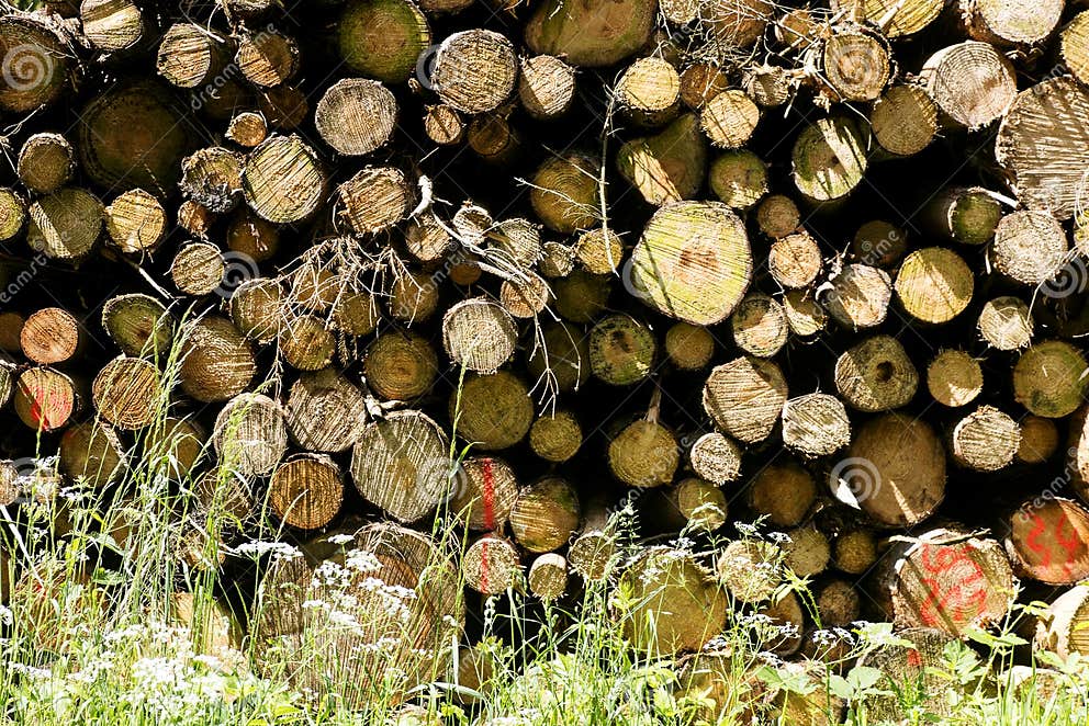 Cuted Trees on Wild Forest Background 50,6 Megapixels 6480 with 4320 ...