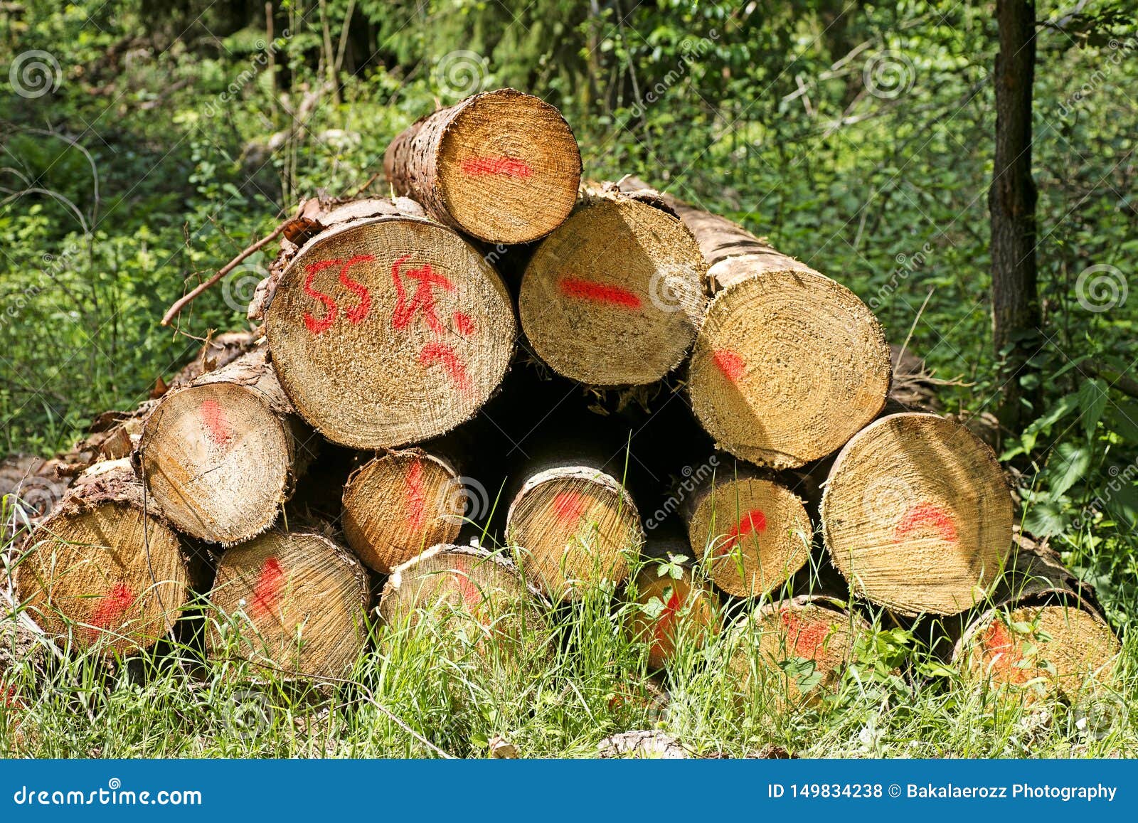 Cuted Trees on Wild Forest Background 50,6 Megapixels 6480 with 4320 ...