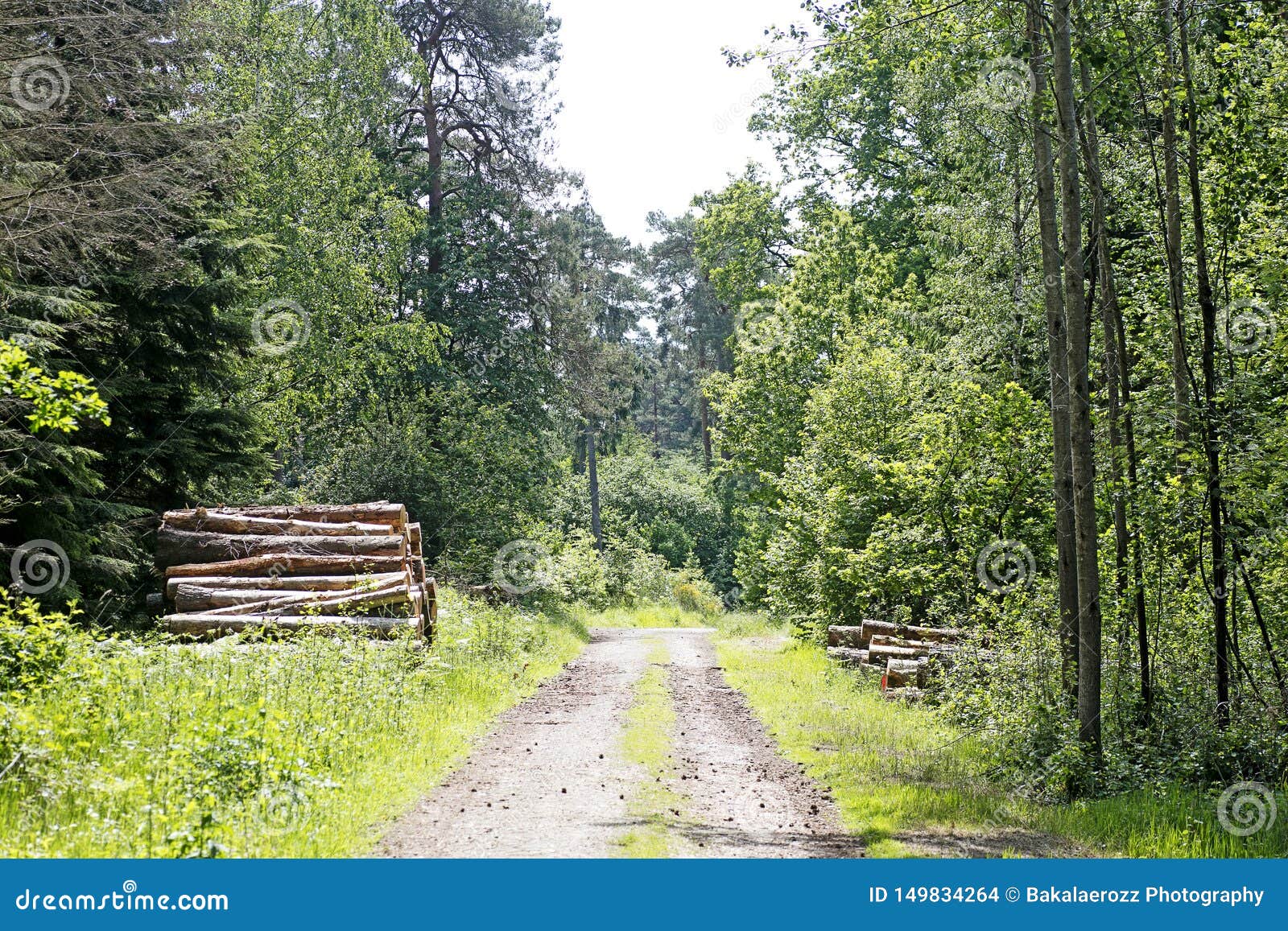Cuted Trees on Wild Forest Background 50,6 Megapixels 6480 with 4320 ...