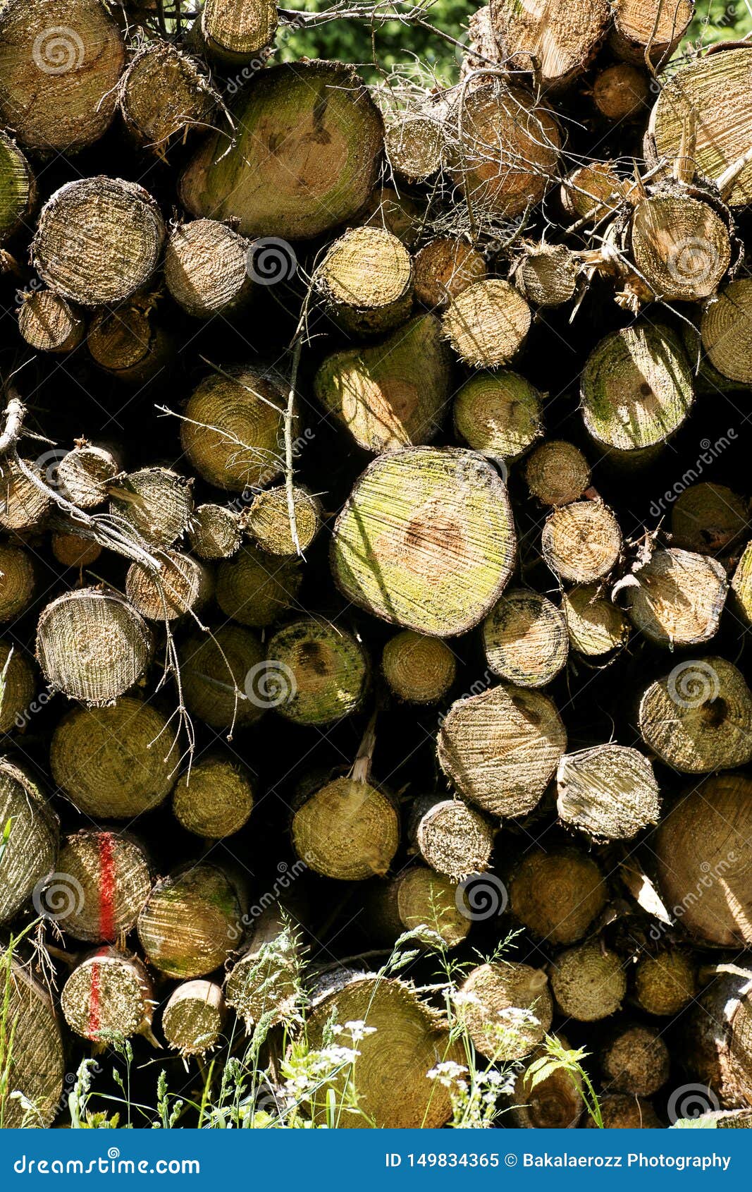 Cuted Trees on Wild Forest Background 50,6 Megapixels 6480 with 4320 ...