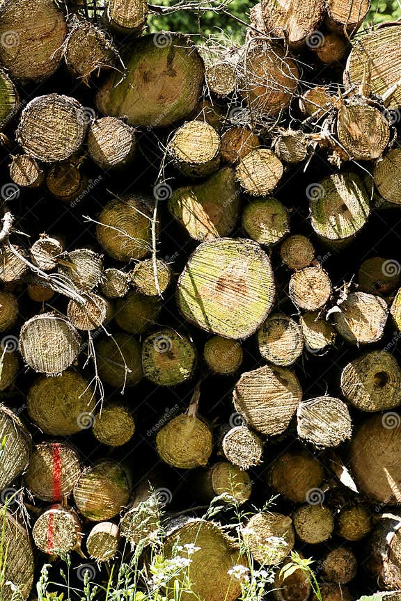 Cuted Trees on Wild Forest Background 50,6 Megapixels 6480 with 4320 ...