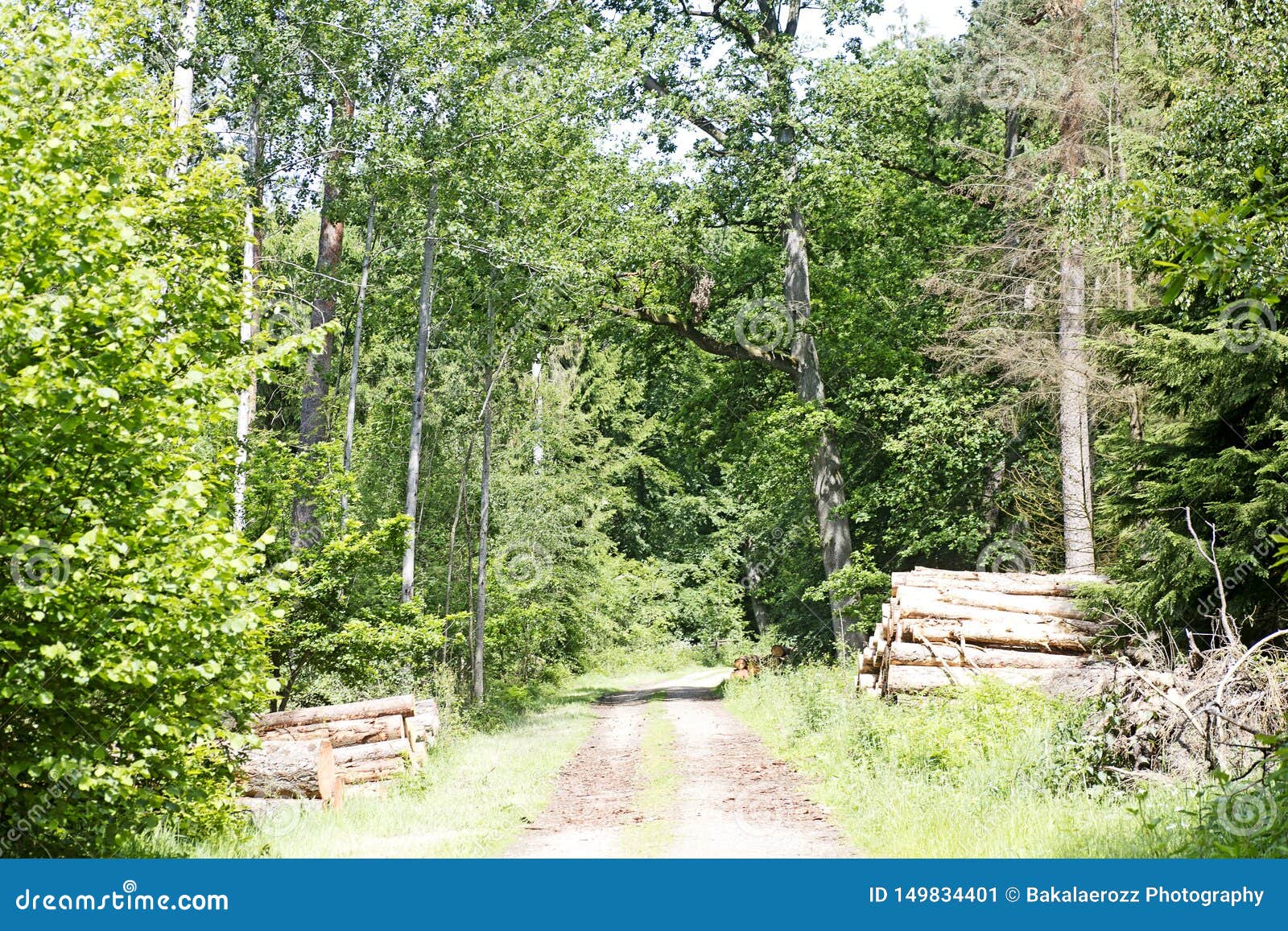 Cuted Trees on Wild Forest Background 50,6 Megapixels 6480 with 4320 ...