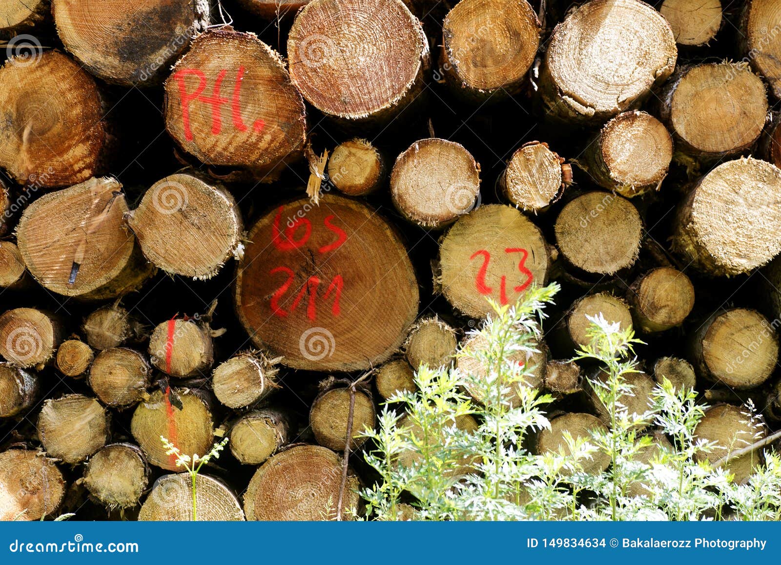 Cuted Trees On Wild Forest Background Royalty-Free Stock Photography ...