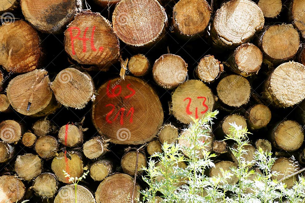 Cuted Trees on Wild Forest Background 50,6 Megapixels Stock Photo ...