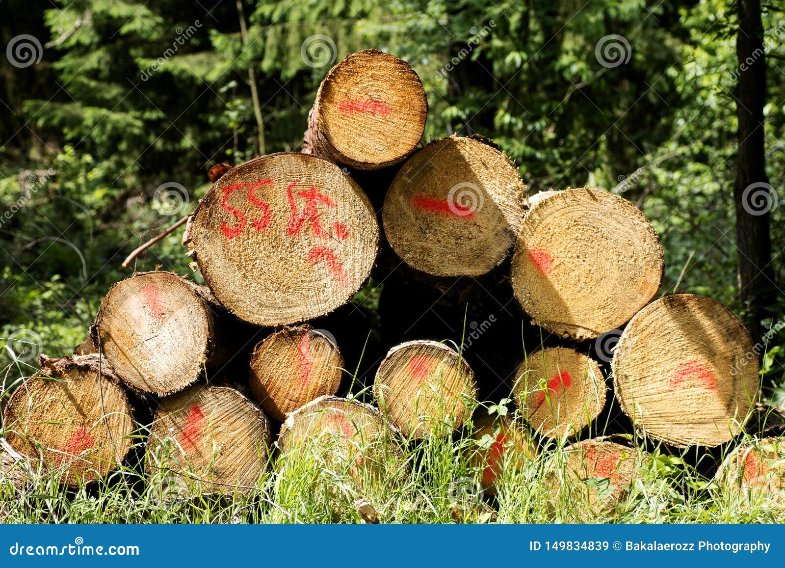 Cuted Trees On Wild Forest Background Royalty-Free Stock Photography ...