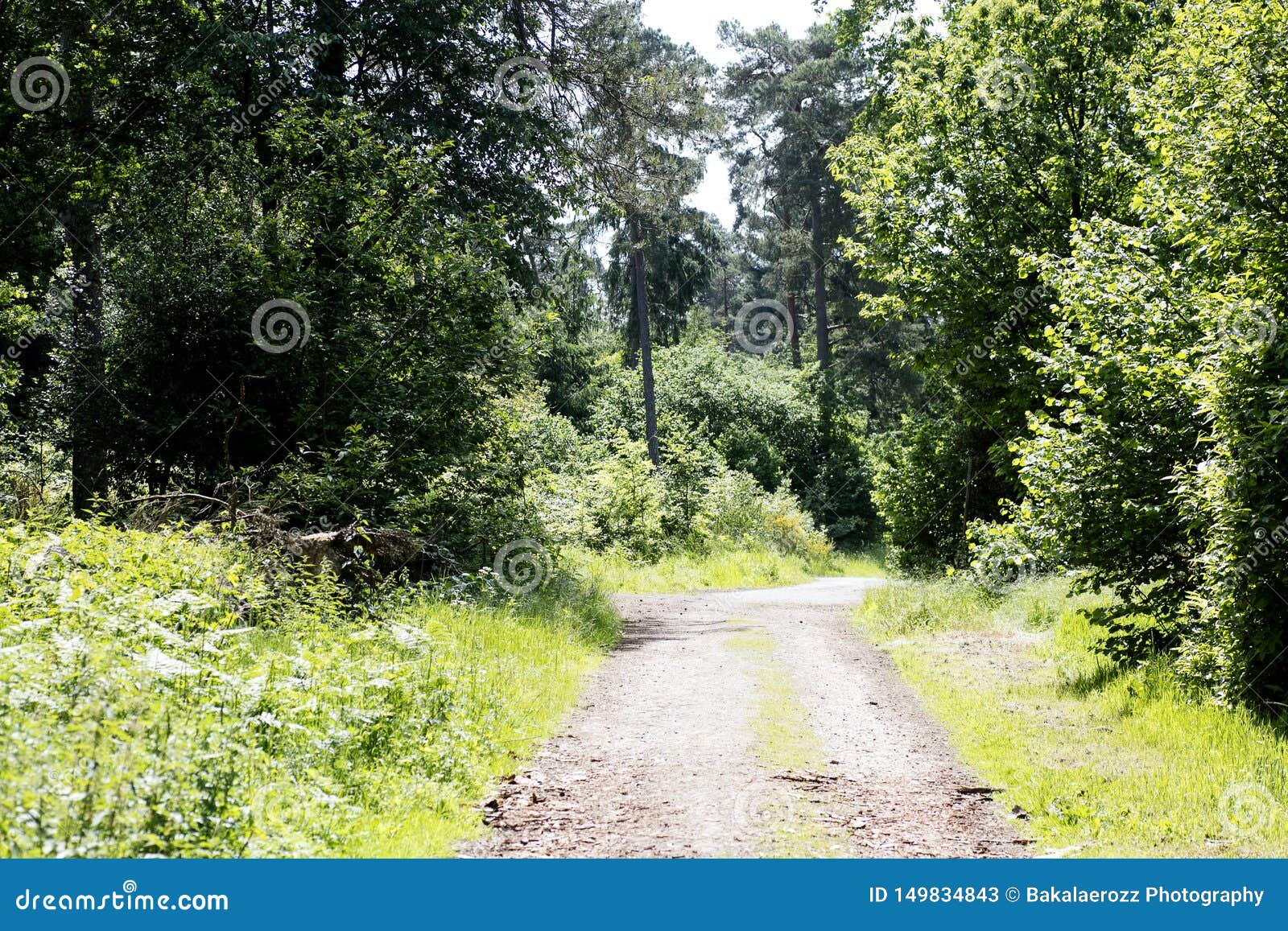 Cuted Trees on Wild Forest Background Stock Image - Image of ...