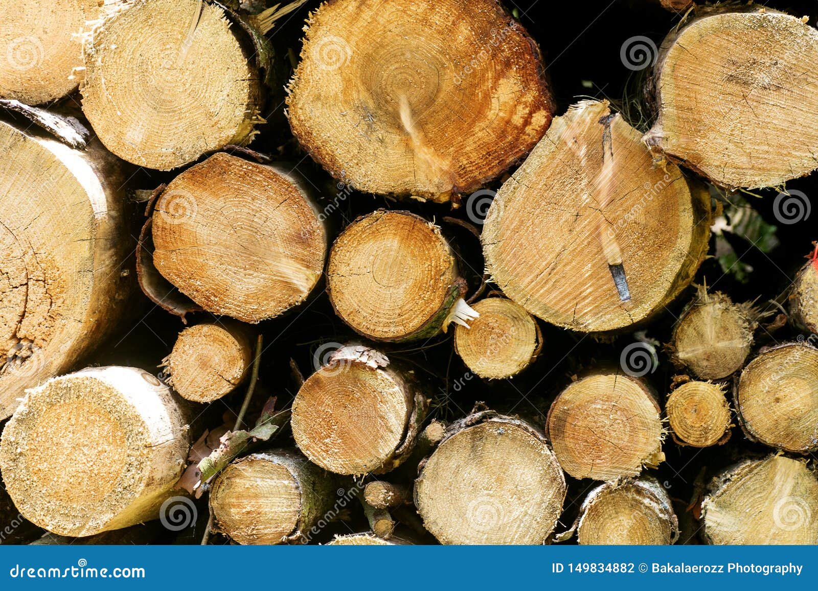 Cuted Trees on Wild Forest Background Stock Photo - Image of ...