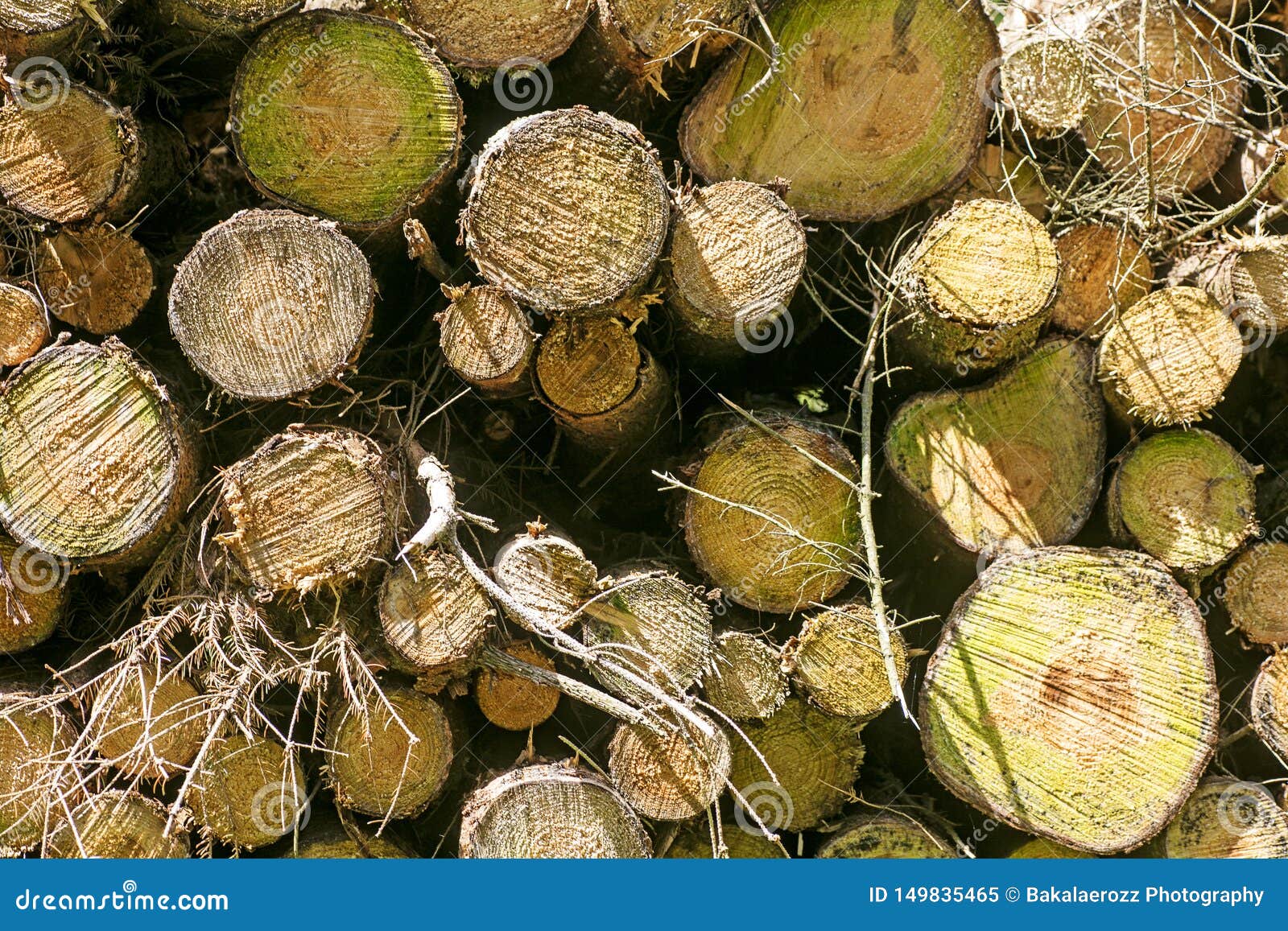 Cuted Trees on Wild Forest Background Stock Image - Image of forestry ...