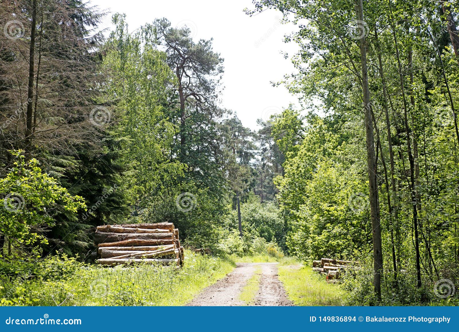 Cuted Trees On Wild Forest Background Royalty-Free Stock Photo ...