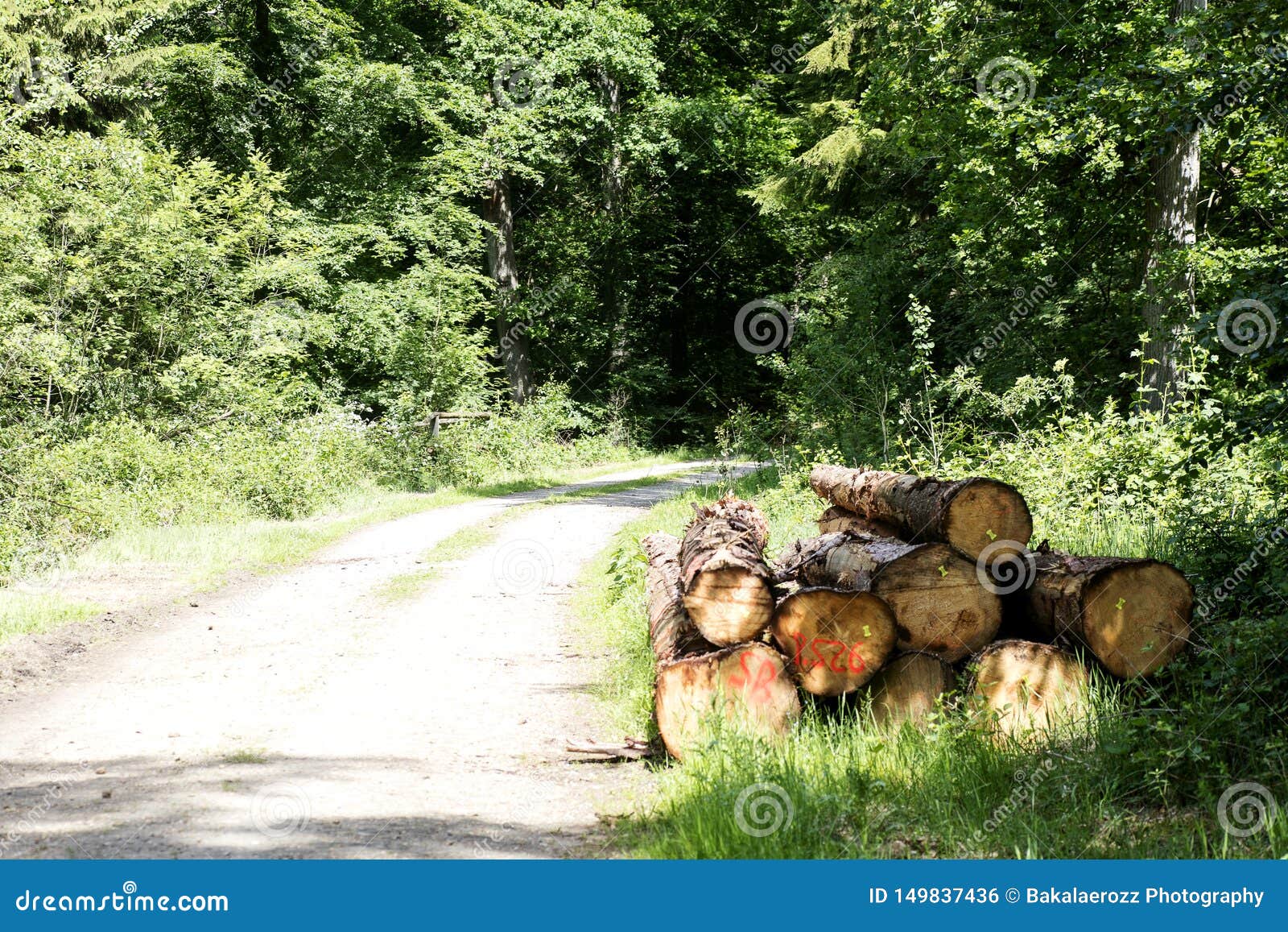 Cuted Trees on Wild Forest Background Stock Photo - Image of closeup ...
