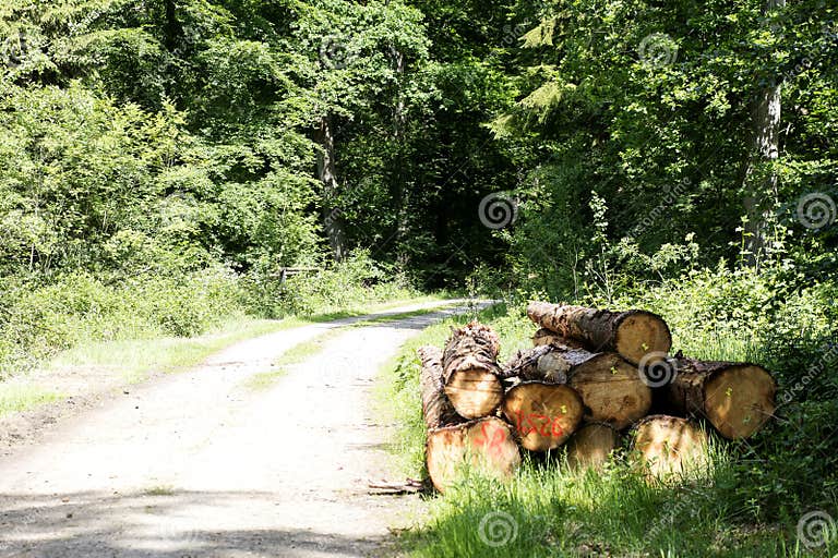 Cuted Trees on Wild Forest Background Stock Photo - Image of closeup ...