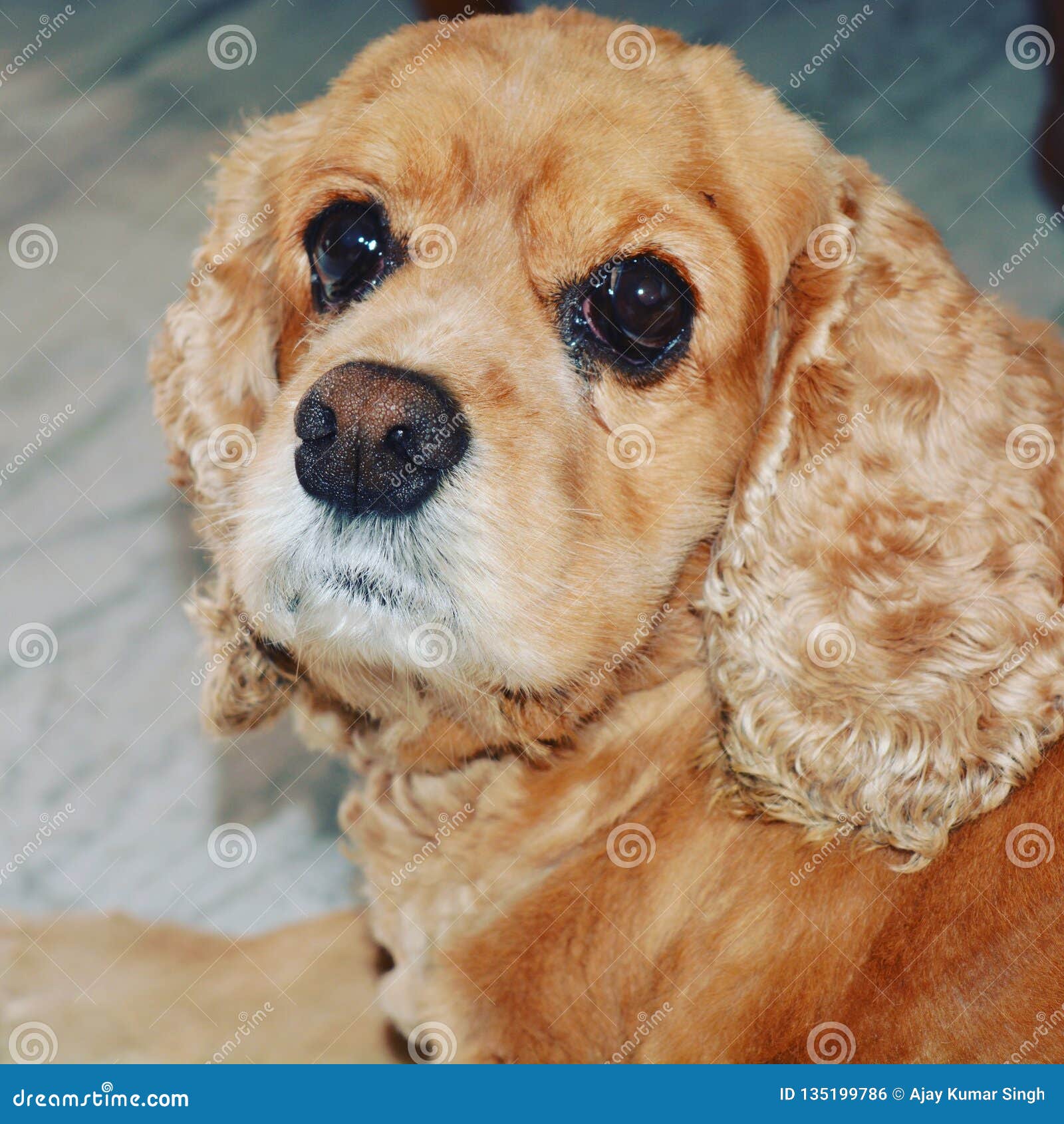 Cuteness stock photo. Image of gypsy, cuteness, cute - 135199786