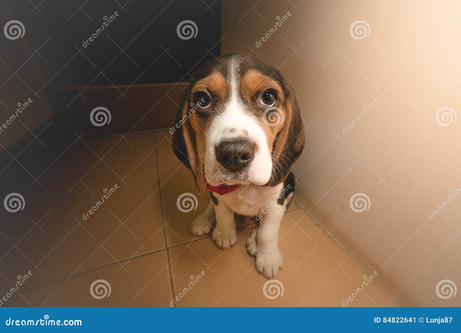 Cuteness Overload - Beagle Pup Looking at Camera Stock Image - Image of ...