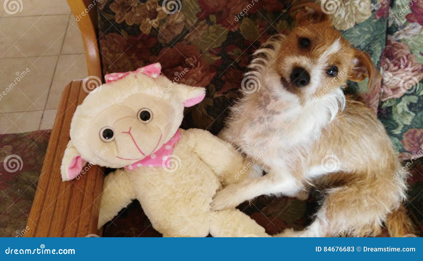 Cuteness overload stock image. Image of loves, pets, teddy - 84676683
