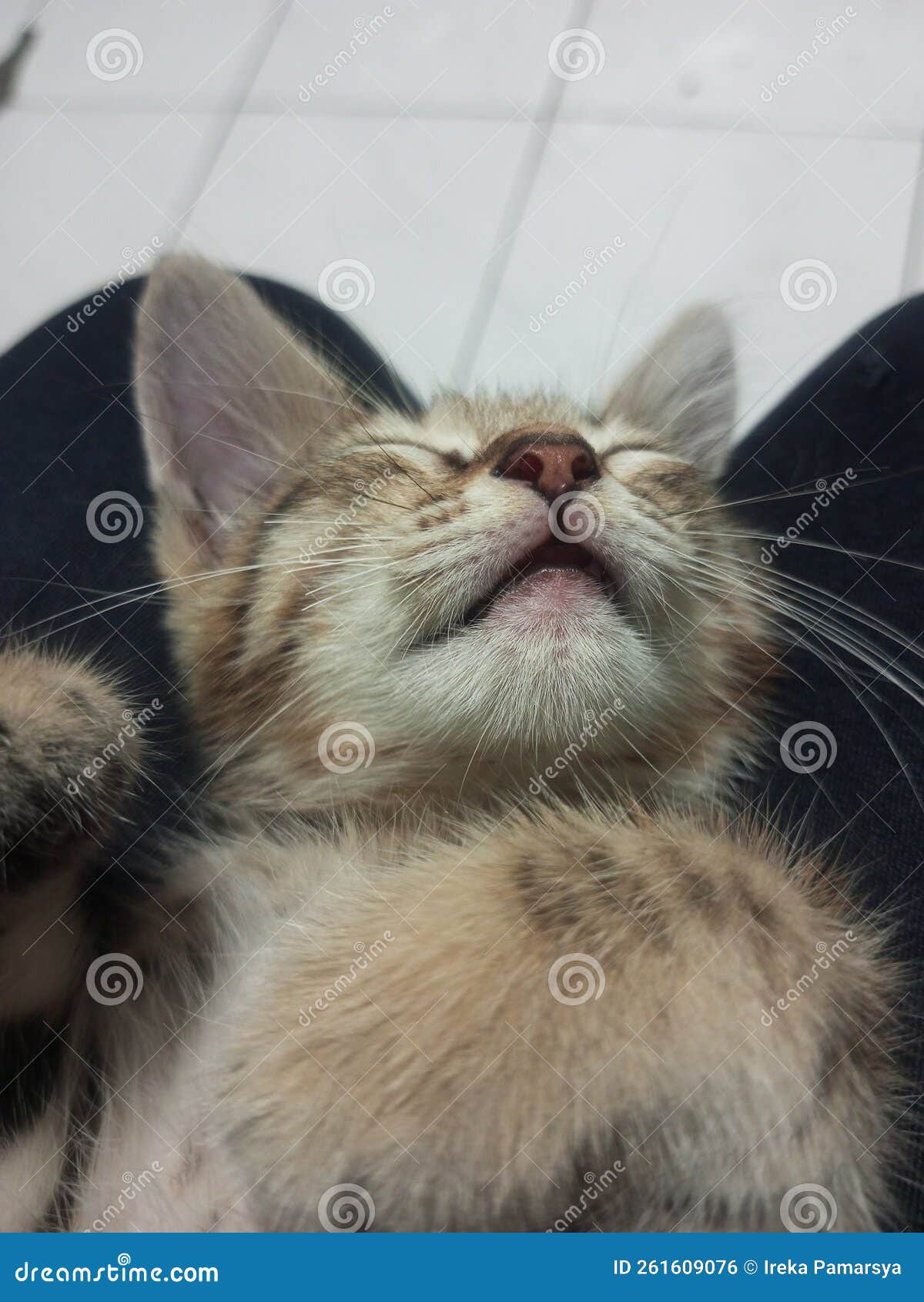 Cuteness Overload of Sleeping Kitten Stock Photo - Image of cuteness ...