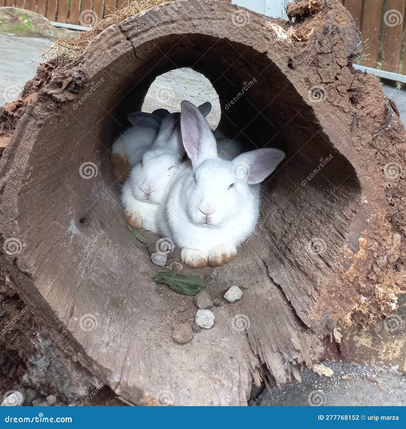 Cutes white rabbits stock photo. Image of lovely, together - 277768152