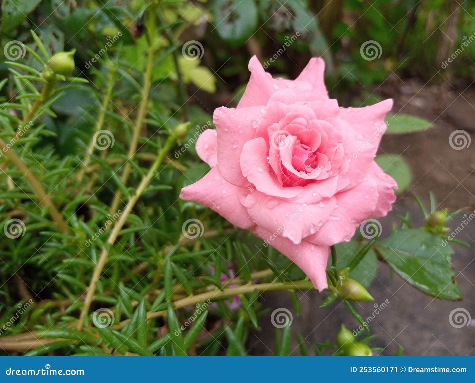Cutest baby pink rose stock image. Image of rose, cutest - 253560171