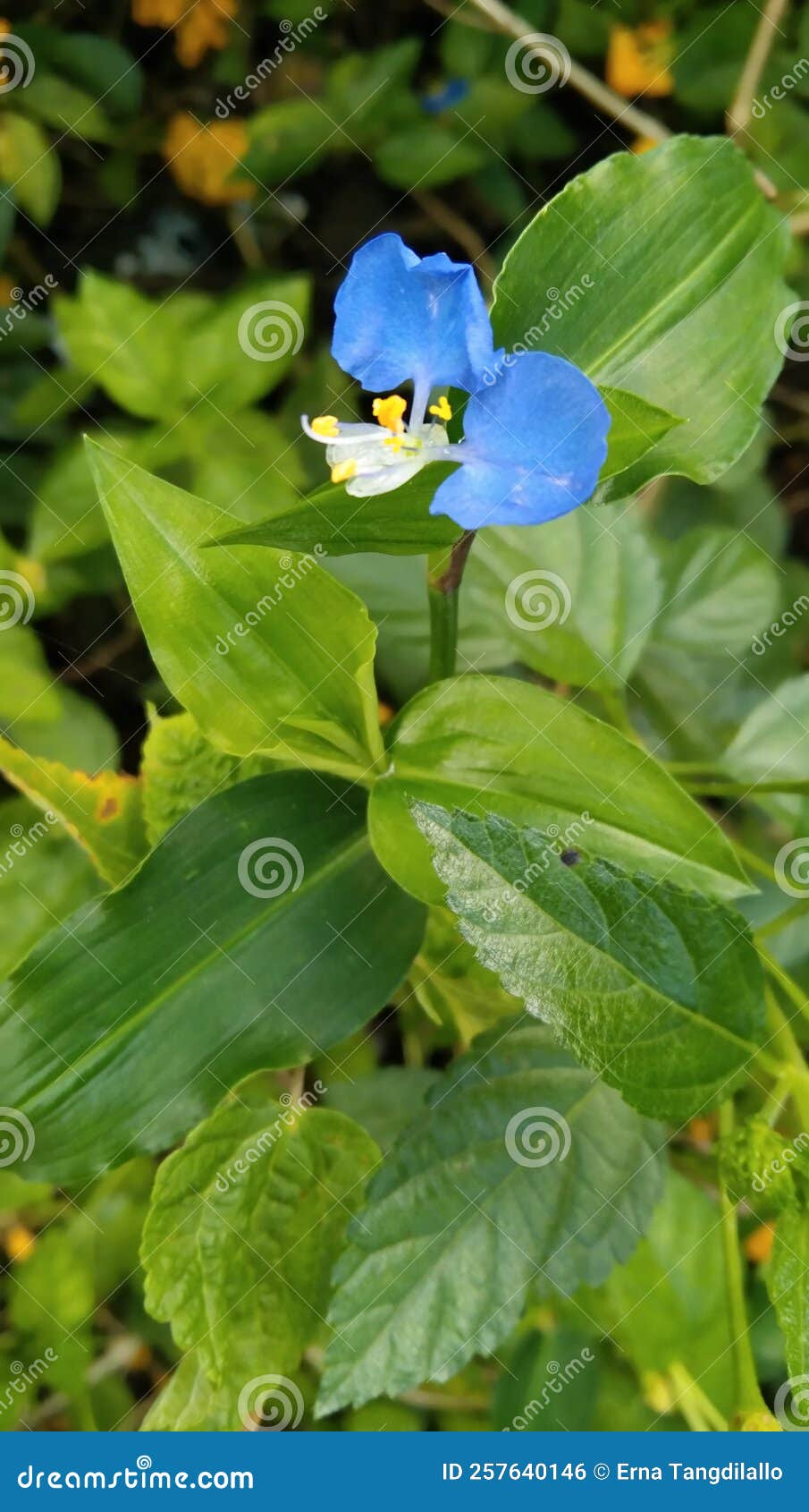 Cutest Blue Flower in Field Stock Photo - Image of cutest, grass: 257640146