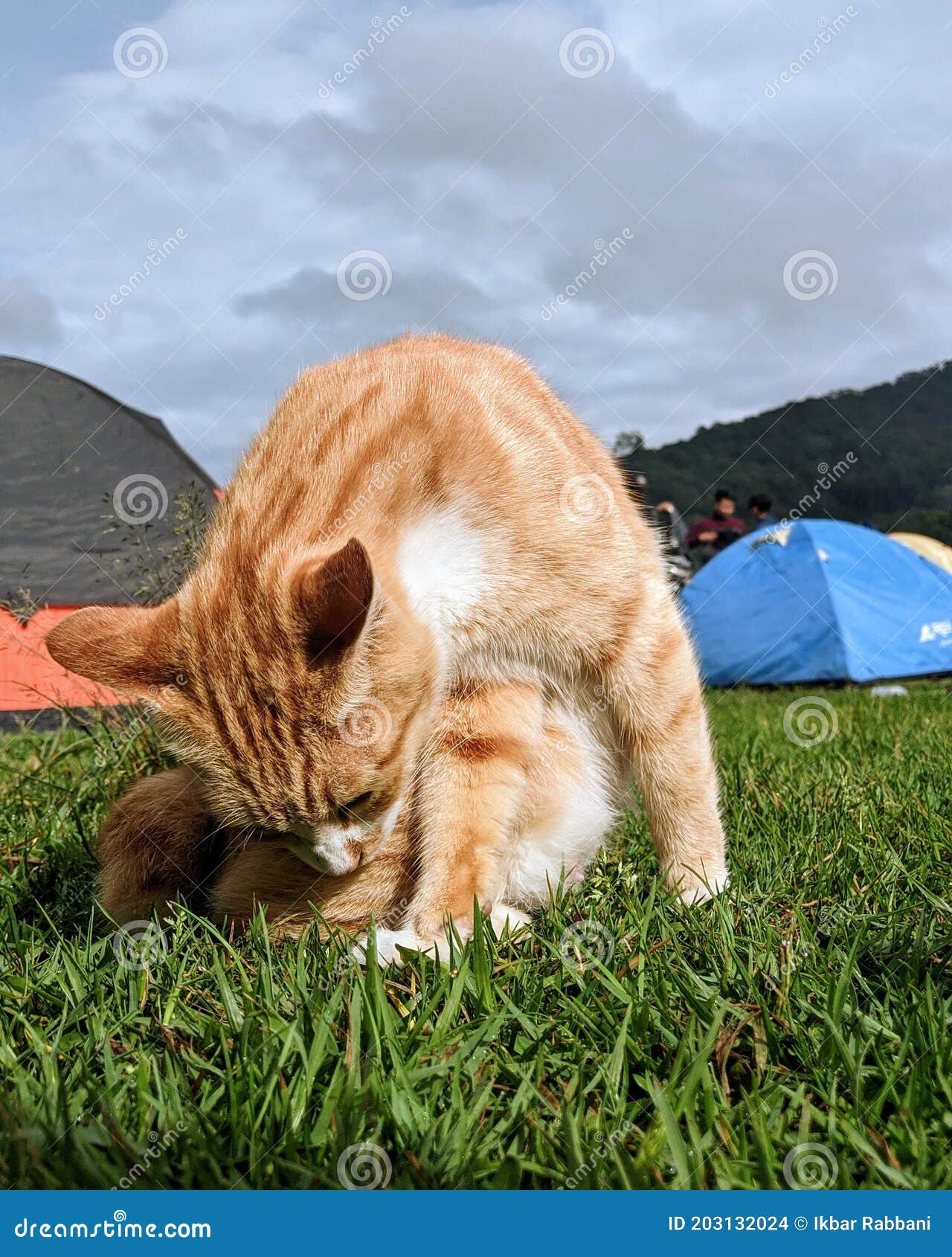 Cutest cat stock photo. Image of nature, amazing, cutest - 203132024