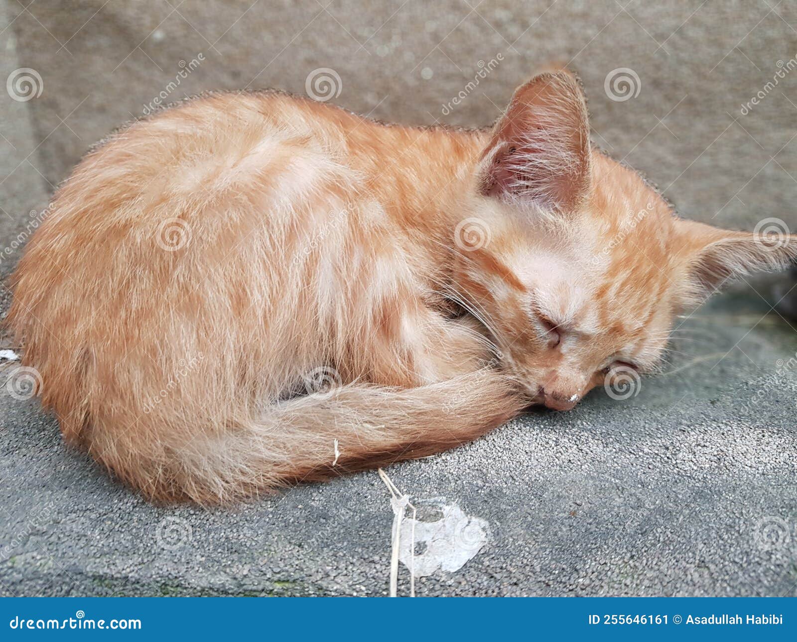 Cutest Cat Sleeping in the Outside Stock Image - Image of organ ...