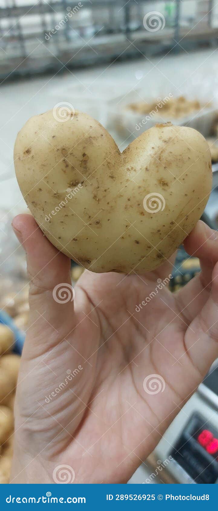 Cutest Cute Potato Love Shape Stock Image - Image of cutestcute, love ...