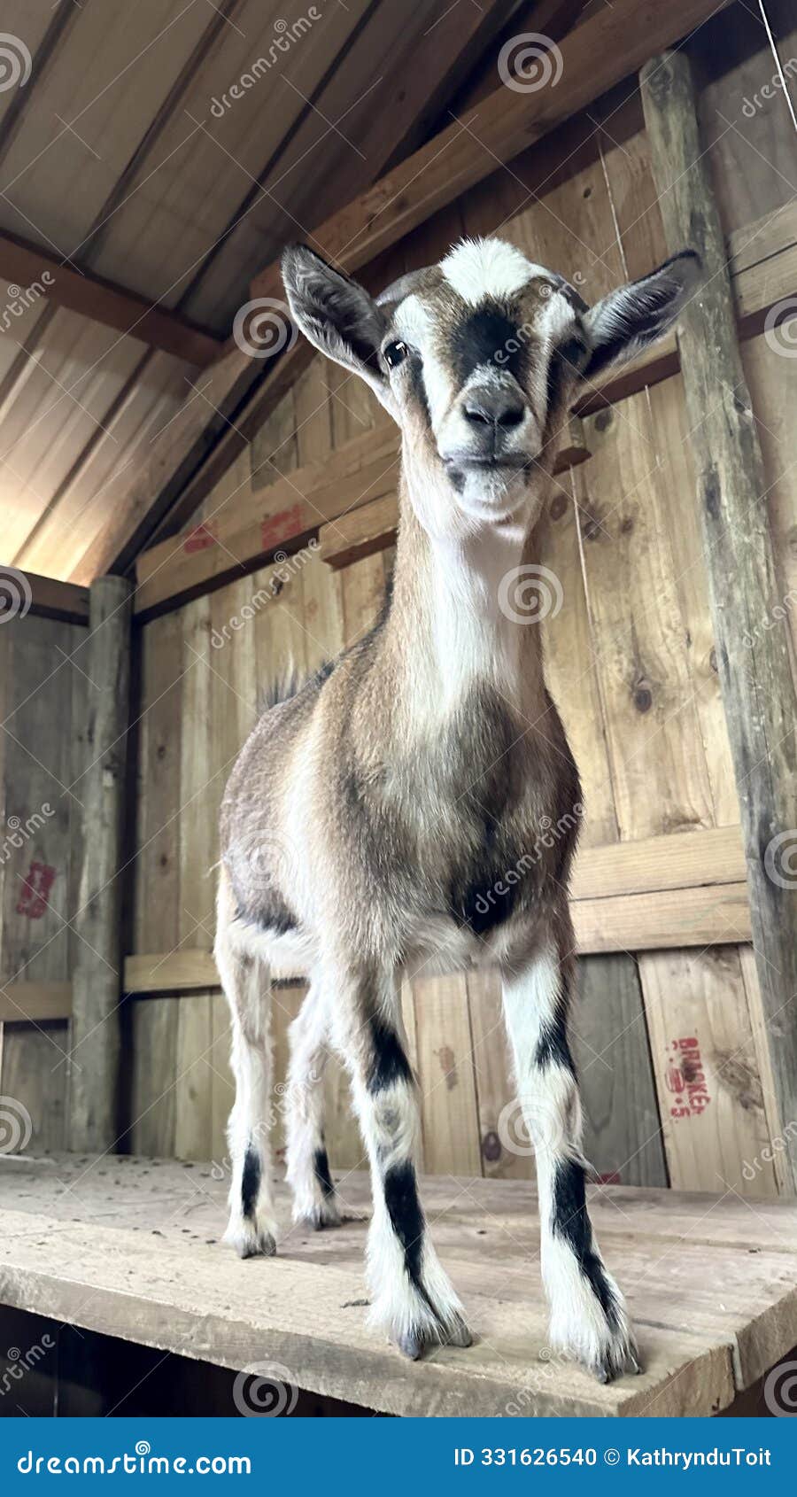 The Cutest Friendly Little Farm Goat Stock Photo - Image of carnivore ...