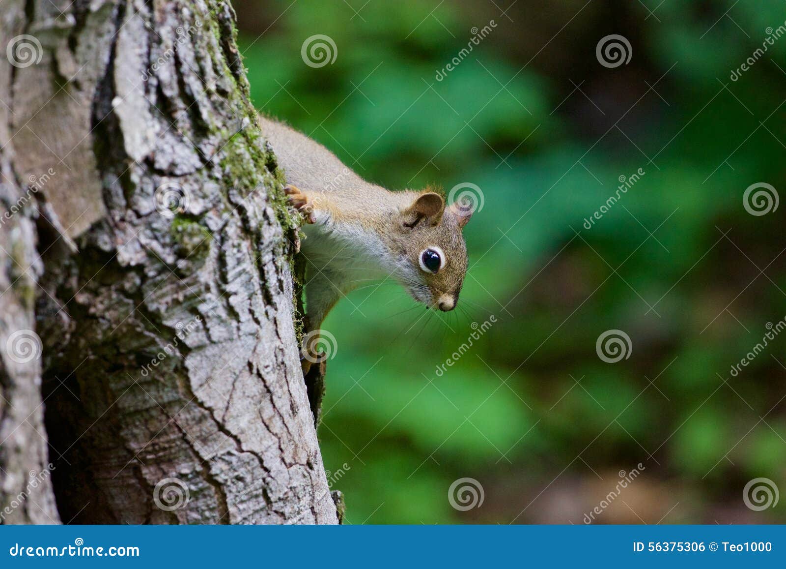 The Cutest Funny Squirrel is Playing in Hide-and-seek Stock Photo ...