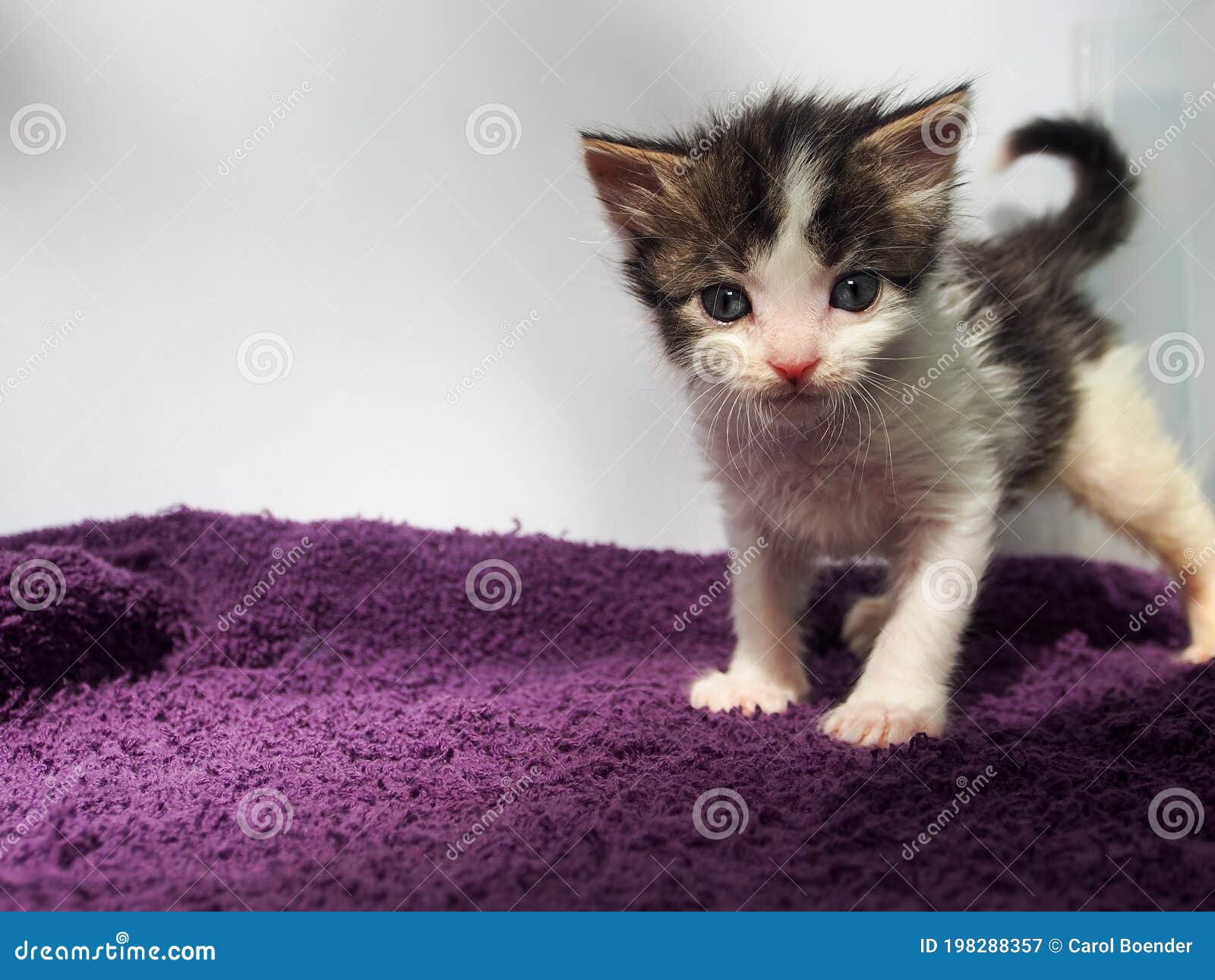 The Cutest Baby Kitten In The World