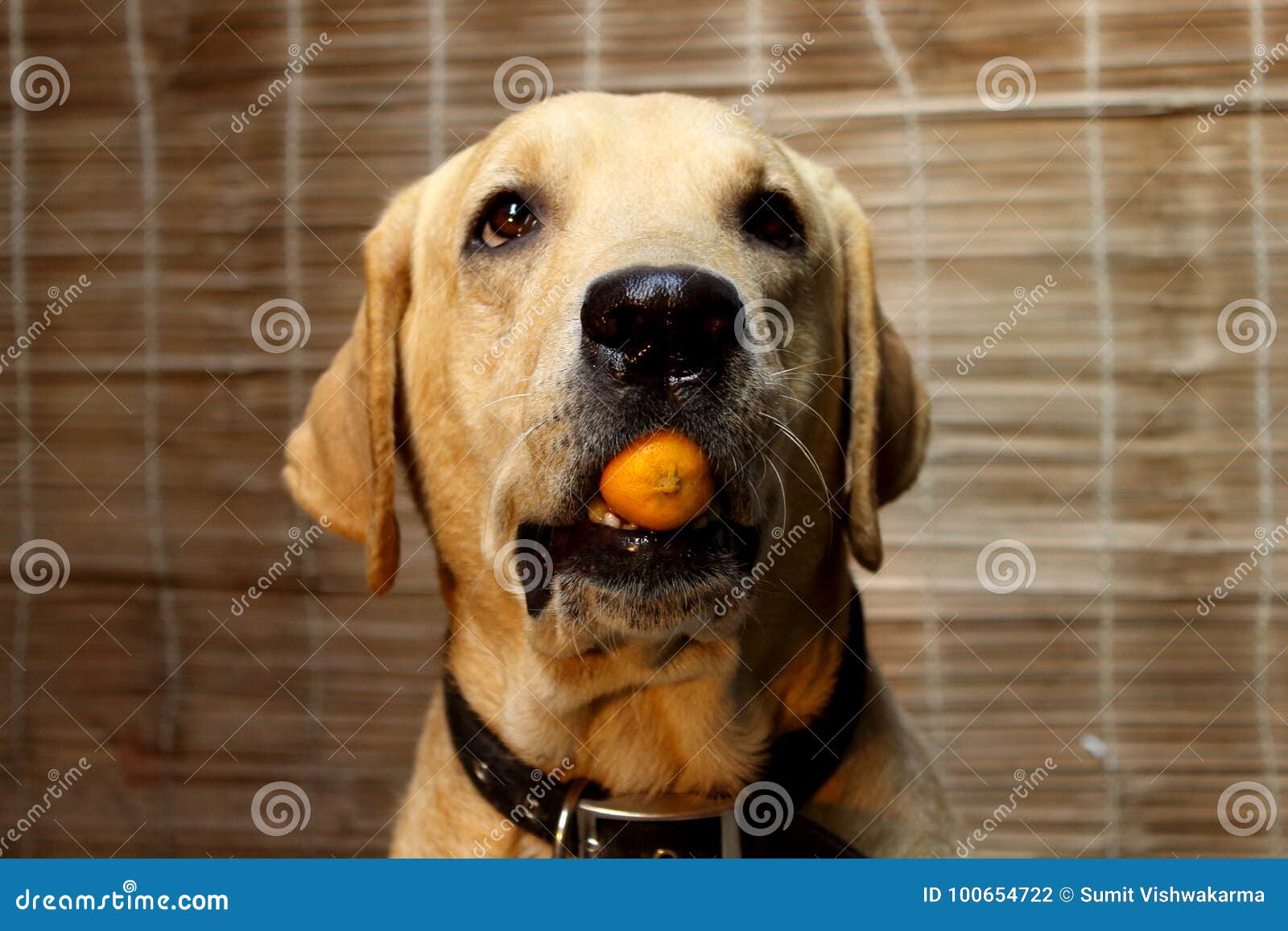 Cutest Labrador with Lemon in Mouth. Stock Photo - Image of puppy ...