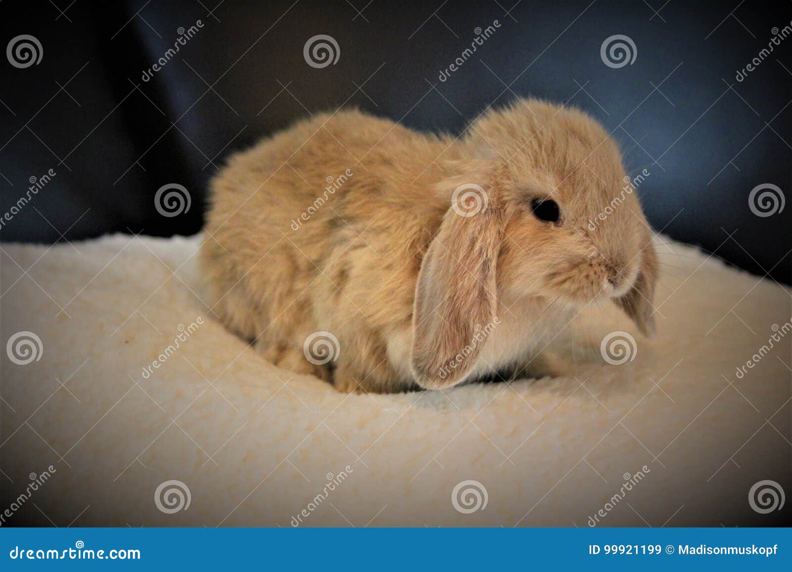 Cute Tiny Dwarf Bunny stock image. Image of netherland - 99921199