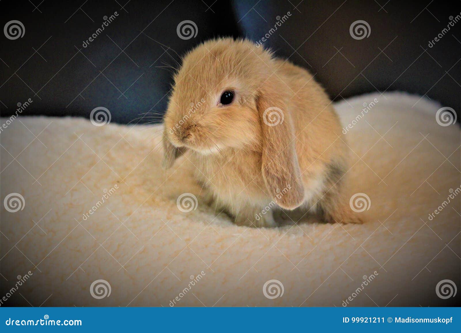 Cute Tiny Dwarf Bunny stock image. Image of miniature - 99921211