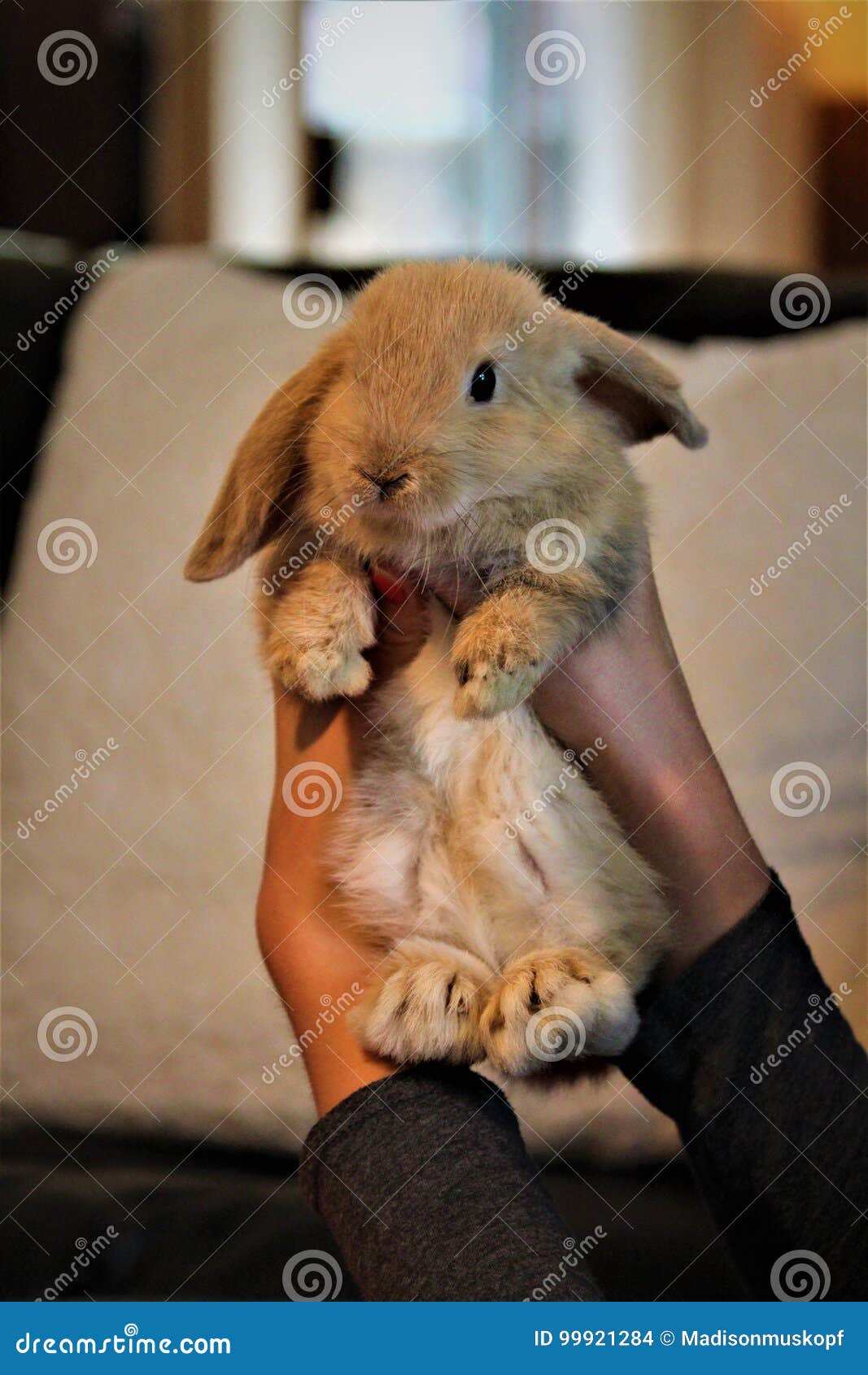 Cute Tiny Dwarf Bunny stock photo. Image of small, miniature - 99921284