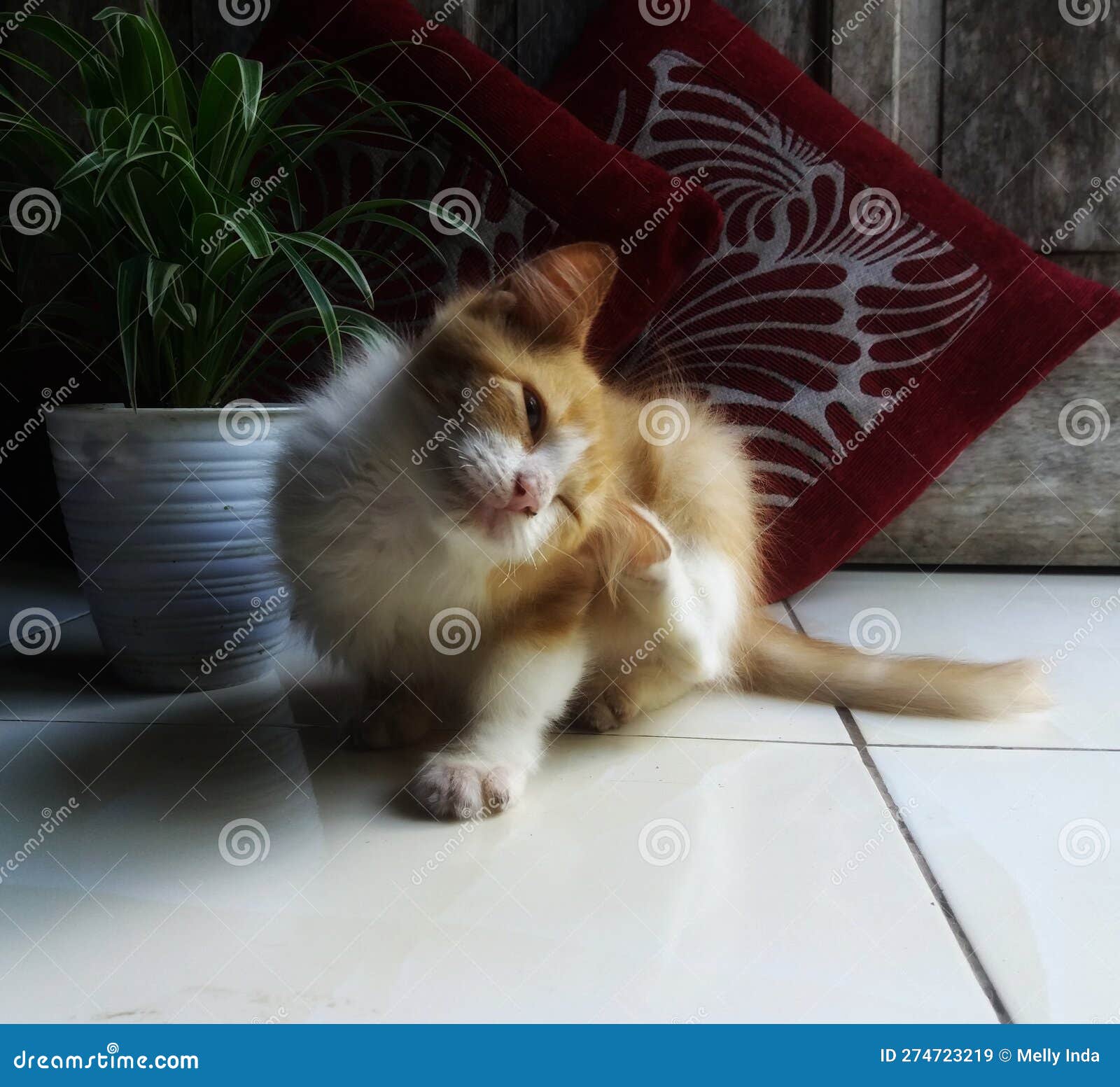 Cutest orange cat stock image. Image of flora, cutest - 274723219