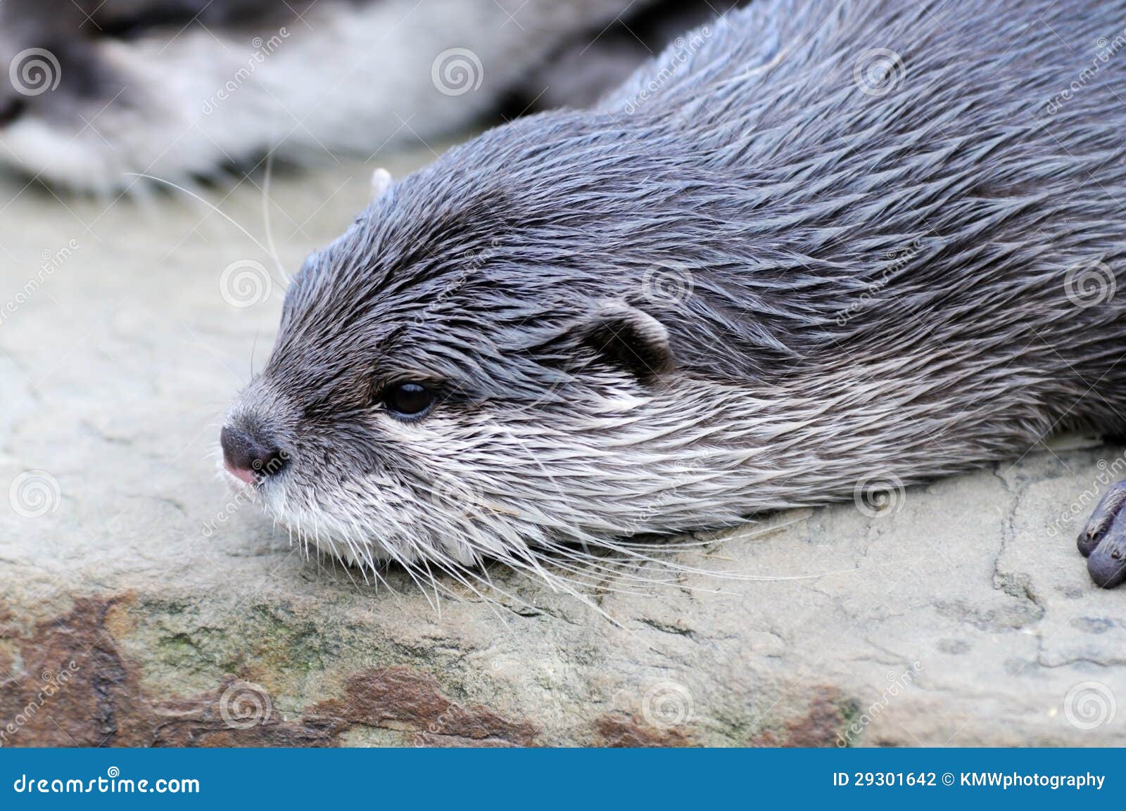 Cutest otter stock photo. Image of nature, creature, furry - 29301642