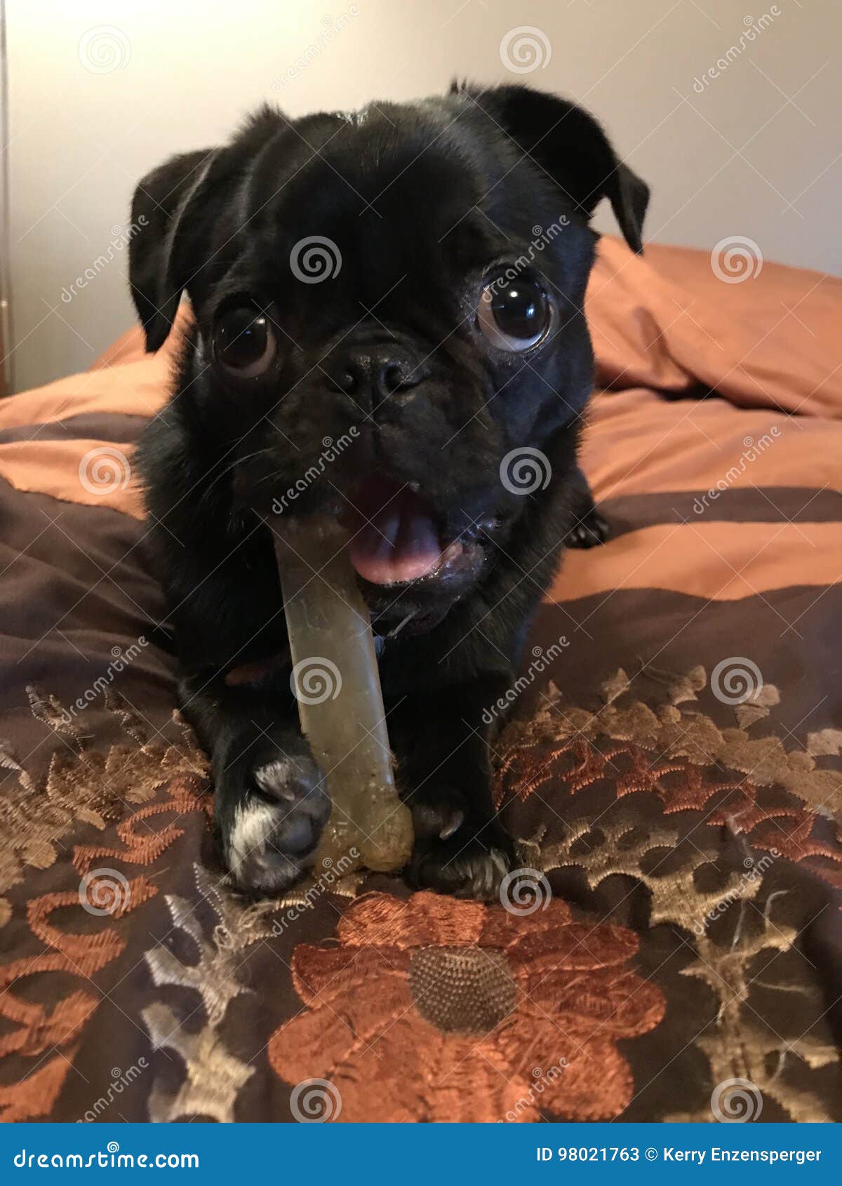 Cutest pug puppy stock image. Image of cutest, tiny, fall - 98021763