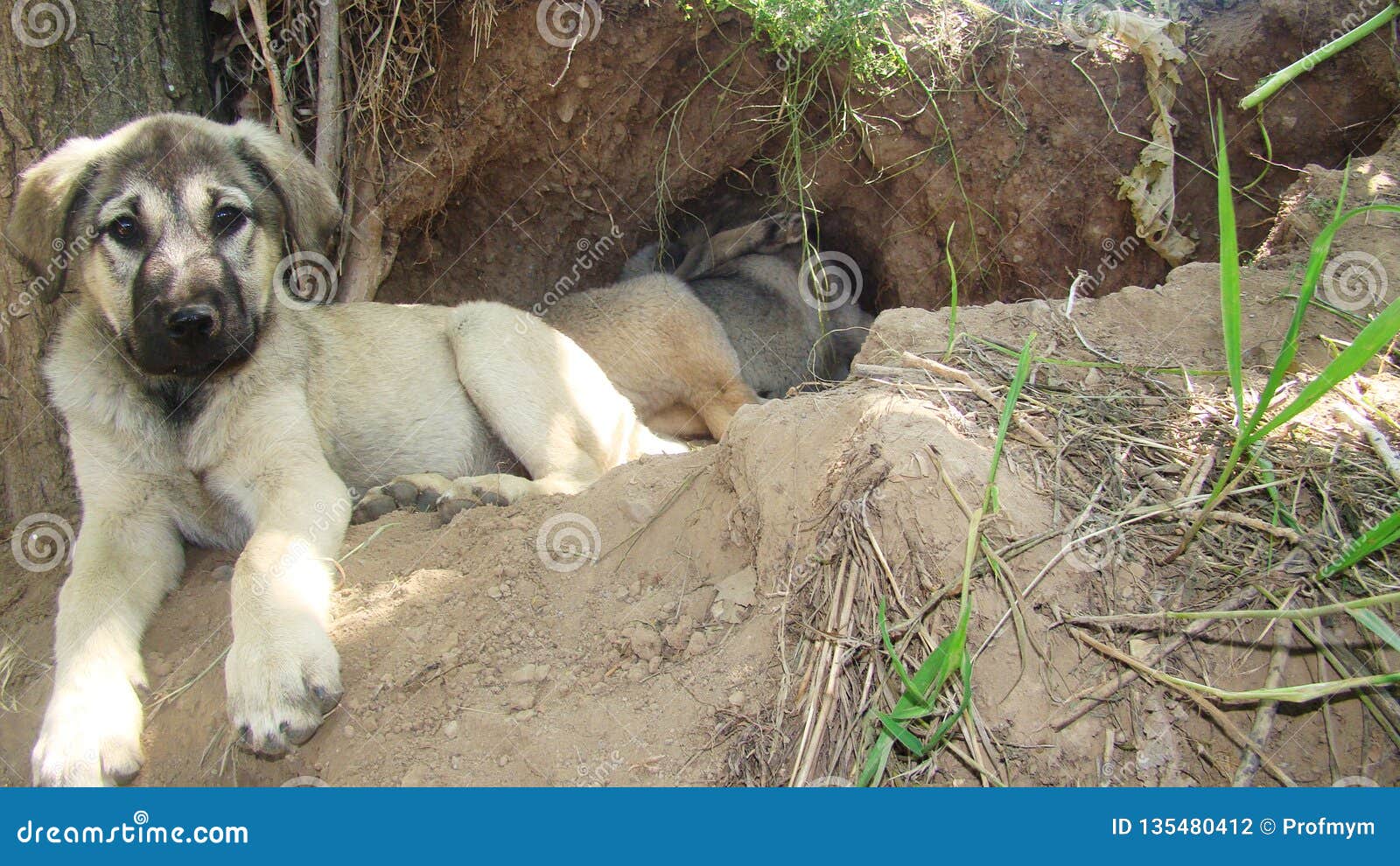 Cutest Puppies in the Forest Stock Photo - Image of puppies, wild ...