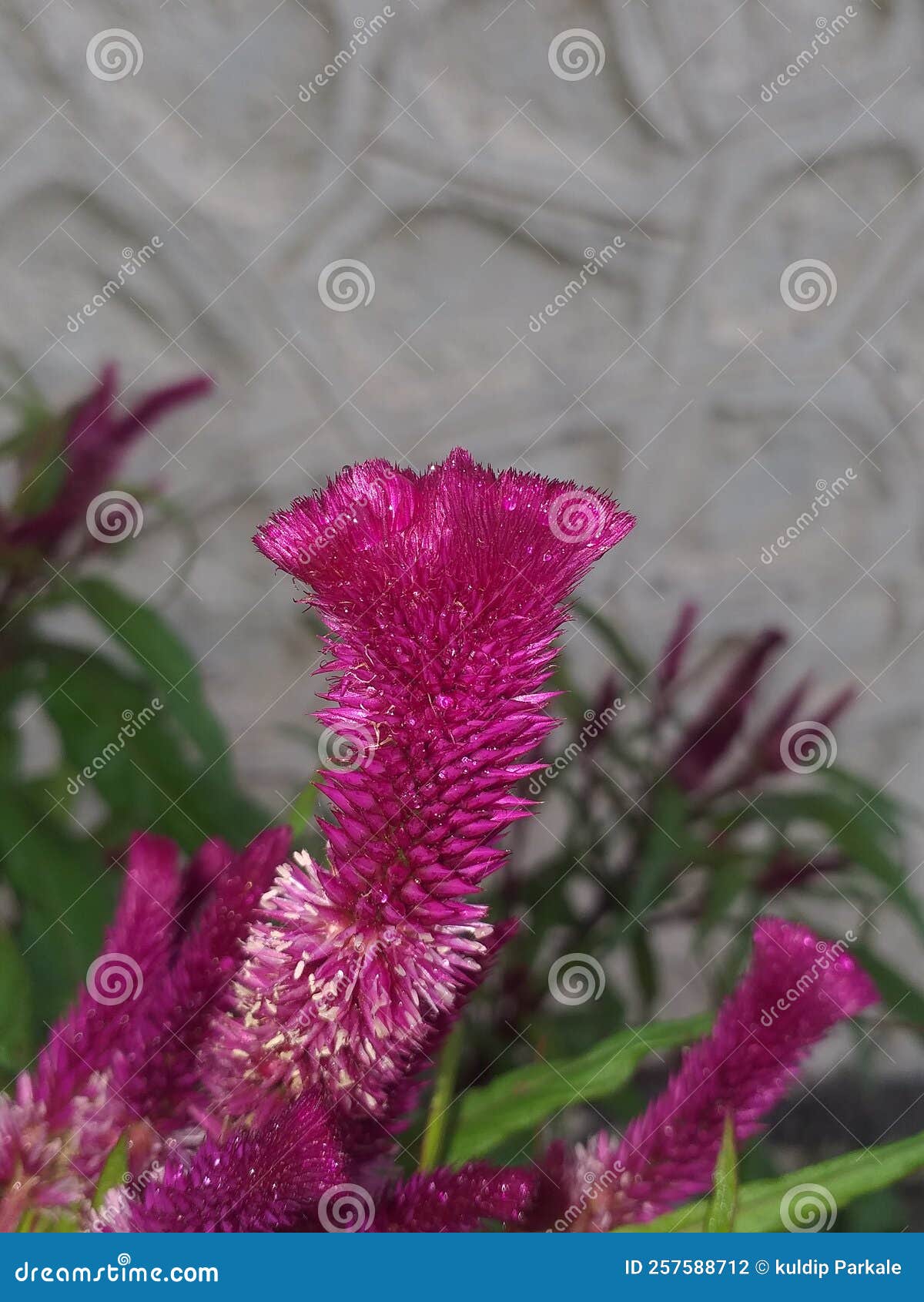 Cutest Rose more stock photo. Image of flowers, cutest - 257588712