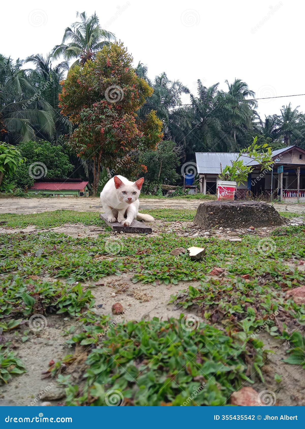 Cutewhite cat stock photo. Image of tree, garden, animal - 355435542